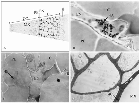Fragments Of Root Cross Sections Of Maize Exposed To 300 μ M Cd A Download Scientific
