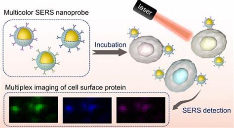 通过核壳表面增强拉曼散射纳米探针对细胞表面蛋白进行超灵敏多重成像 Acs Sensors X Mol
