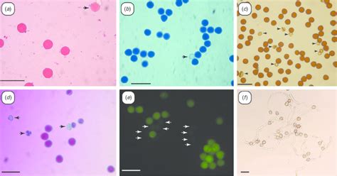 Pollen Viability Staining Methods And In Vitro Pollen Germination In