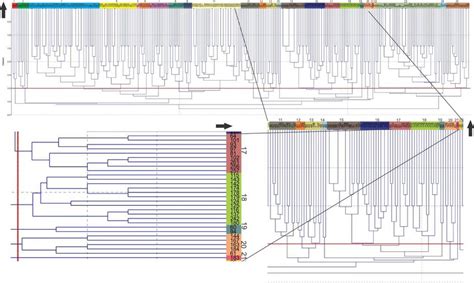 dendrogram resulting from the upgma cluster analysis euclidean