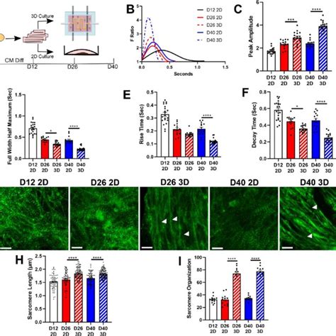 Improved Phenotypic Maturation Of H1 Hpsc Cms In 3d Hydrogel Culture