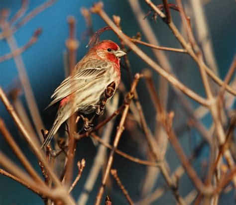 Красный воробей птица 29 фото красивые фото и картинки Pofoto Club