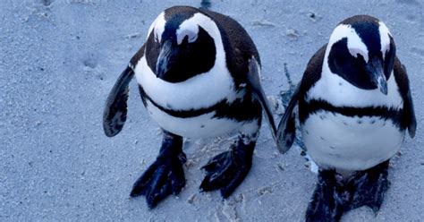 Animal Fun Fact Penguins Propose To Each Other With Pebbles Just As