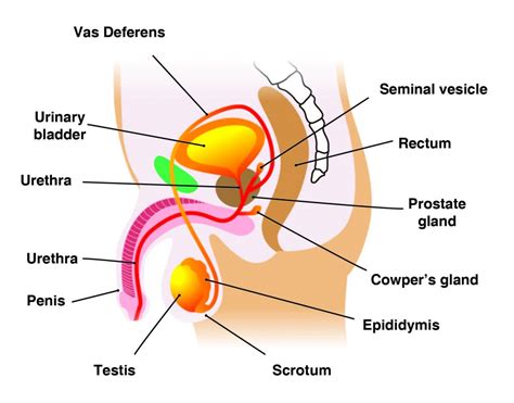 Which Sequence Describes The Hierarchy Level