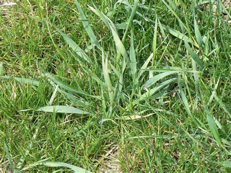 What Kills Quackgrass In Lawns Storables