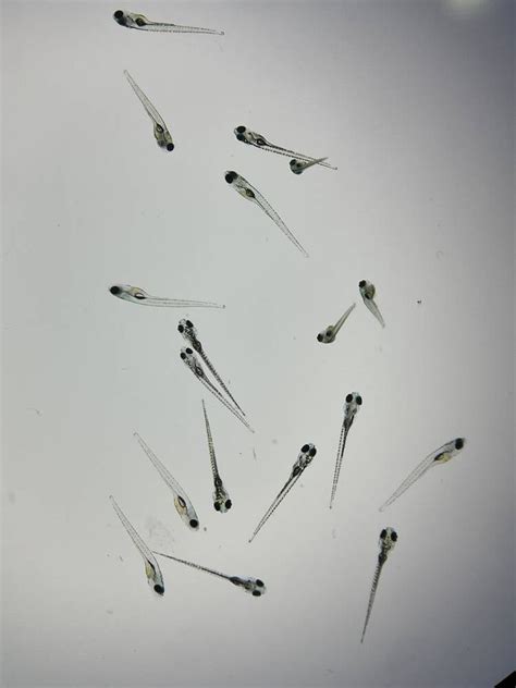 Forget General Ai Teensy Zebrafish Larvae Can Count • The Register