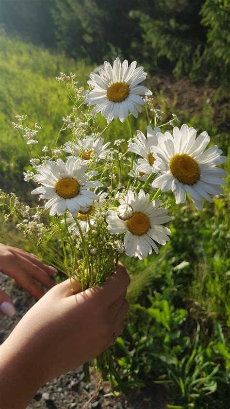 Просто ромашки🥰 | Flores, Margaritas