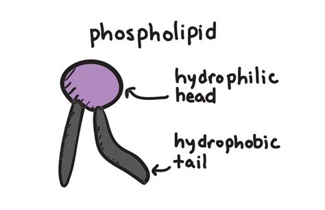 Describe The Structure Of A Phospholipid