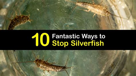 Infested With Silverfish Excellent Silverfish Control Tips