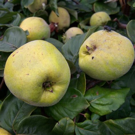 A Guide To Growing Quince Trees Rv Roger Ltd