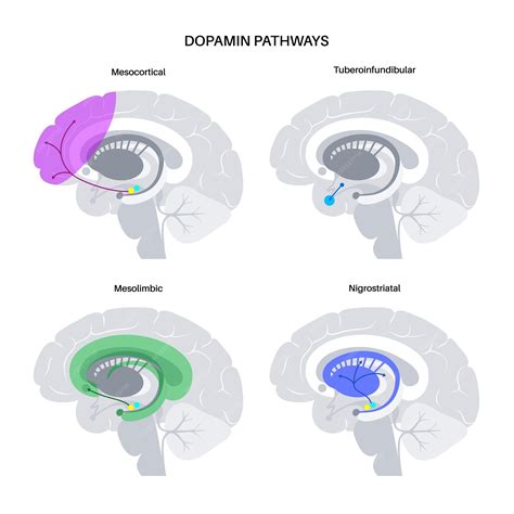 Premium Vector Dopamine Pathway In The Human Brain Monoamine Neurotransmitter Motor Control