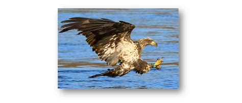Murphy Administration Removes Bald Eagle And Osprey From New Jerseys