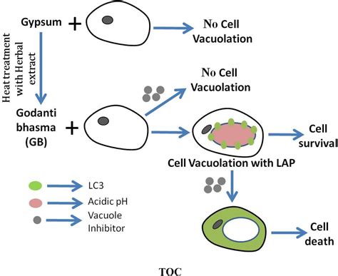 Cytoplasmic Vacuoles
