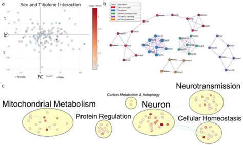 Respirasome Proteins Are Regulated By Sex Hormone Interactions In The Brain
