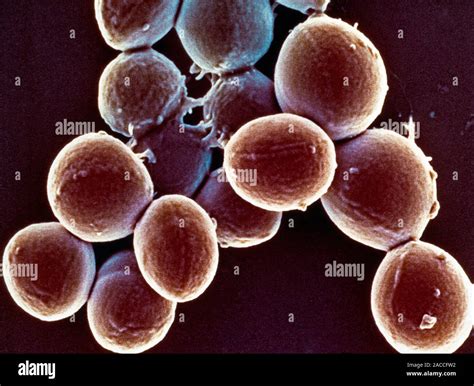 Staphylococcus Aureus Bacteria Coloured Scanning Electron Micrograph Sem Of Staphylococcus