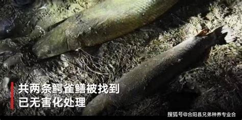 多地报告怪鱼肆虐什么在作怪 到底是什么情况？多地报告 滚动读报 川北在线