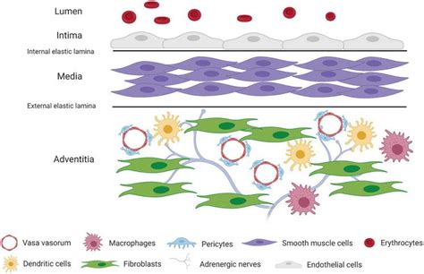 Human Aortic Adventitia Fibroblasts Haaf Creative Bioarray Creative Bioarray