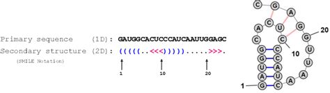 Figure 1 From Transformer Based Refinement Of Pseudoknot Predictions In Rna Secondary Structures