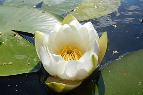 Белоснежная кувшинка картинки 38 фото