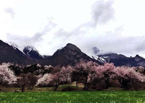 物華天寶人傑地靈林芝波密 每日頭條