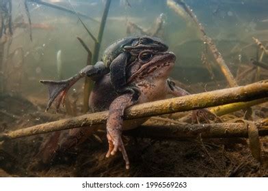 Thousand Frog Sex Royalty Free Images Stock Photos Pictures Shutterstock