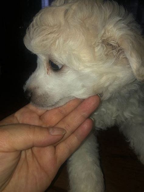 Китайська хохлата собака Тварини Собаки в Києві на Bazar Ua