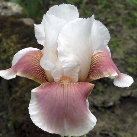 Iris Planter Et Diviser Ooreka