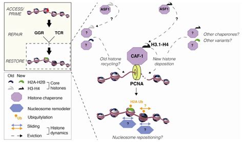 Histone Dynamics At Late Steps Of Ner In Mammals Newly Synthesized