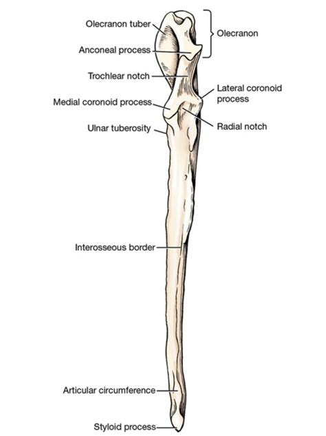 Olecranon Process Ulna
