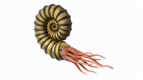 Ammonite 3d Model Turbosquid 2201879