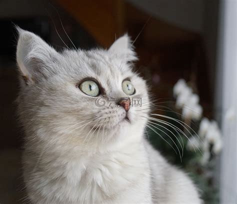 动物 猫 猫科动物高清图库素材免费下载 图片编号 7641336 六图网