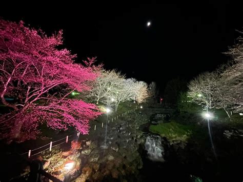 今年もライトアップ♪ 群馬県猿ヶ京温泉 旅籠しんでん 山若女将の風に吹かれて．． 楽天ブログ