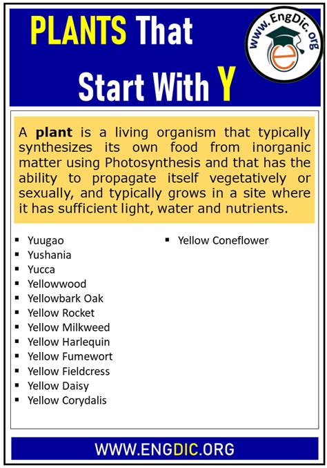 100 Plants That Start With Y Complete List EngDic