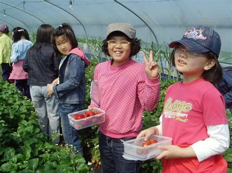 합천그린투어” 딸기따기체험 인기울산광역매일 울산시민과 함께 만들어 가는 우리신문