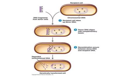 Genetic Recombination In Bacteria Pptx