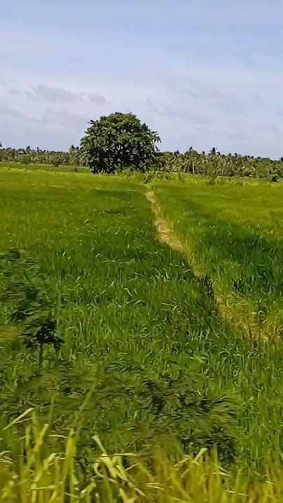 ගමක සිරියාව වෙල් යාය තමා 🌾🌾🌾 Youtube