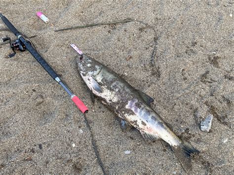 2023年9月アキアジ釣行いつもの日本海漁港横でペアゲットしたょ 56DOC BLOG