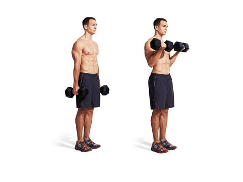 Сгибание рук на бицепс 67 фото