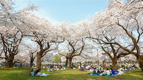 さくら名所100選東京小金井公園 nippon