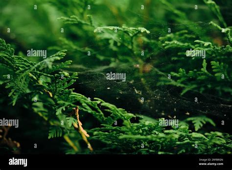 Spider Web Stretched On A Wooden Structure A Spider Web Of Silk Thread Intricately Woven By A