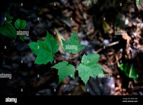 A Maple Tree Seedling Grows In A Forest In The Jefferson National Forest In Southwest Virginia