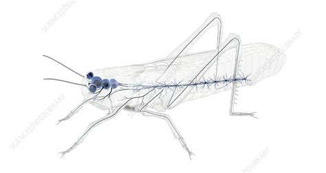 Grasshopper Nervous System Illustration Stock Image C0238663