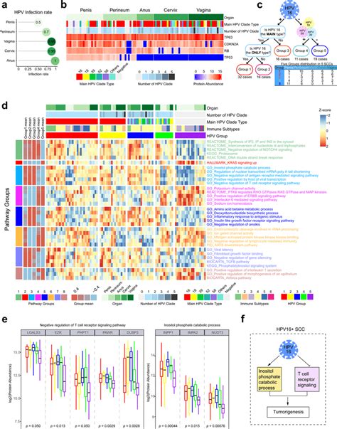 Characterization Of Hpv Related Sccs A Hpv Infection Rate Of 5 Download Scientific Diagram