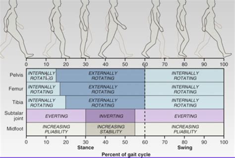 Gait Spatiotemporal And Kinematic Parameters Flashcards Quizlet
