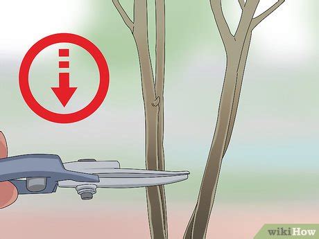 How To Prune A Mulberry Tree 10 Steps With Pictures WikiHow