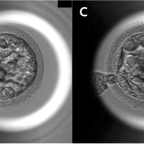 The I3d Model Process Map Our Input Models Are Rgb I3d And Optical Download Scientific Diagram