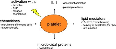Platelets As Immune Cells Circulation Research