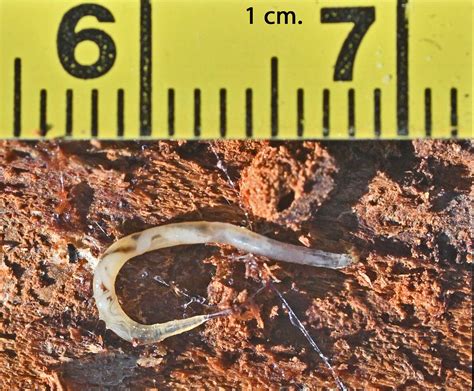 Discussion Forum Larvae Id Sciaridae