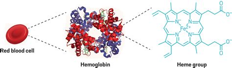건강검진결과해석 혈액계 질환을 알 수 있는 건강검진 항목 빈혈헤모글로빈수치헤마토크릿수치적혈구수치 네이버 블로그