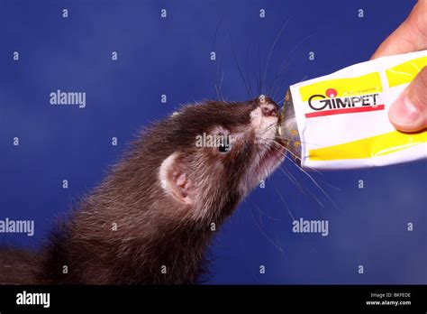 Frettchen / ferret Stock Photo - Alamy